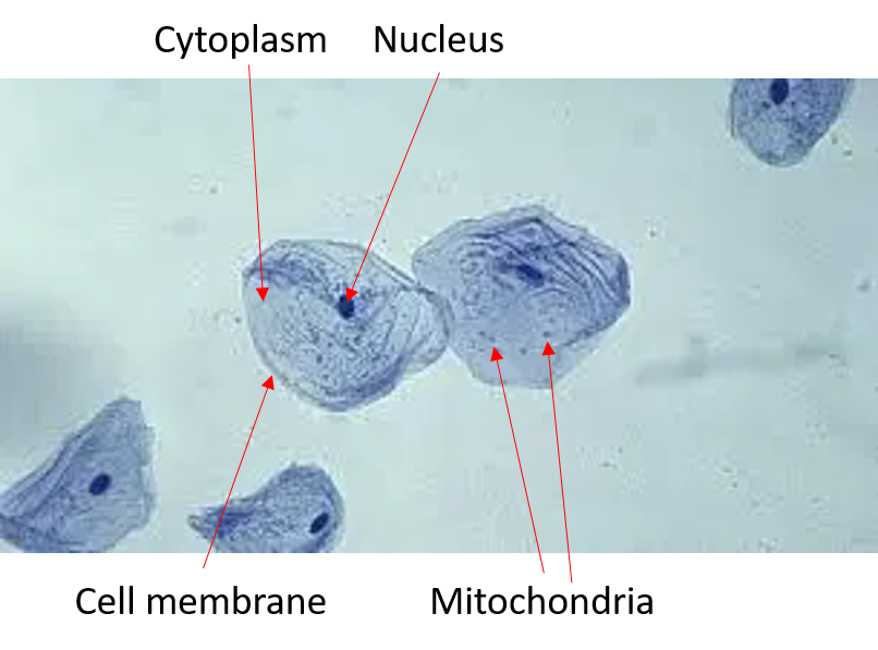 How scientists study new viruses: microscopy. – Outside the Box
